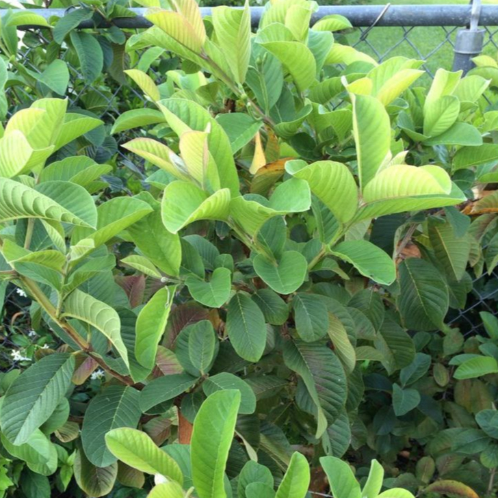 Jual Pucuk daun jambu biji (Psidium guajava) | Shopee Indonesia