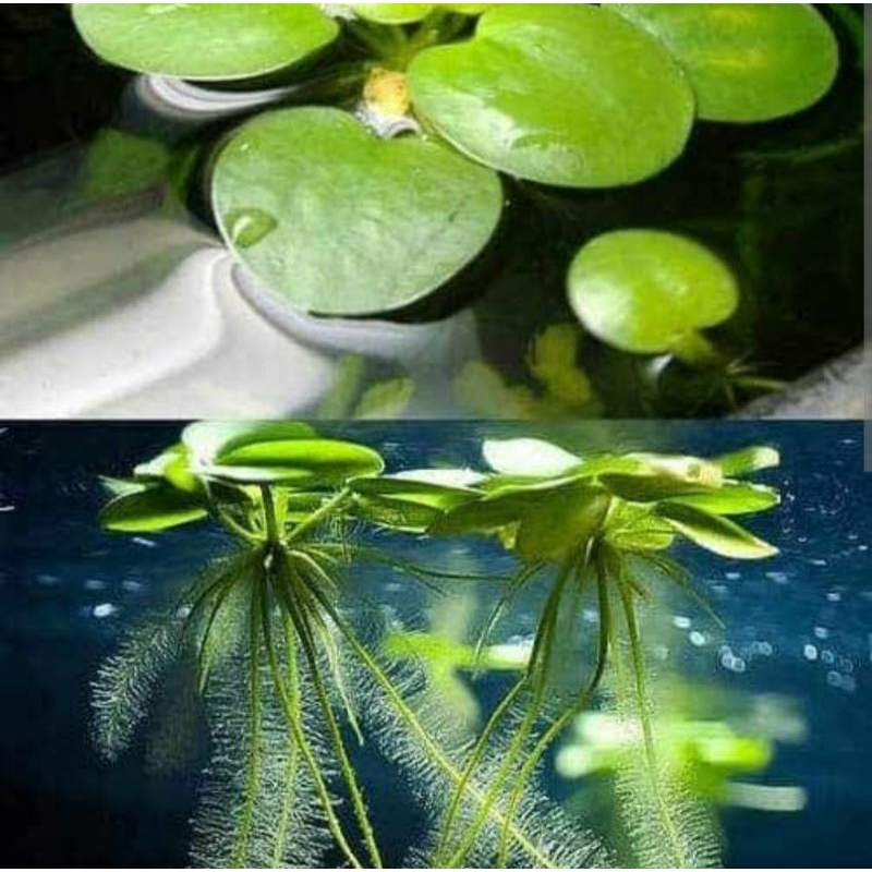 Jual Tanaman air aquascape penyerap amoniak/AMAZON FROGBIT / amazon ...