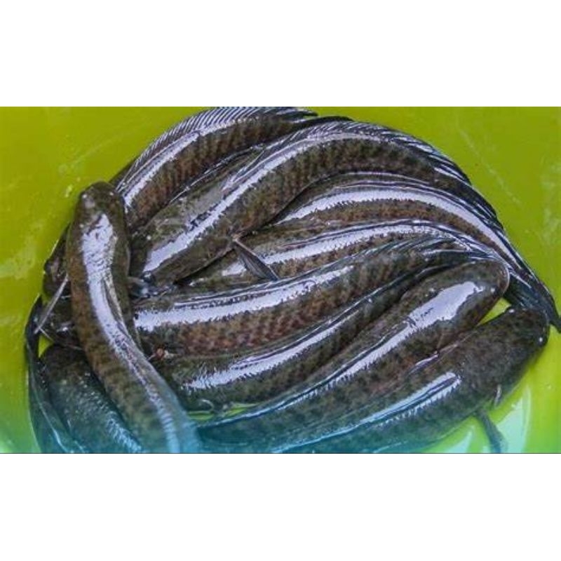 Jual Ikan Gabus 1kg | Shopee Indonesia