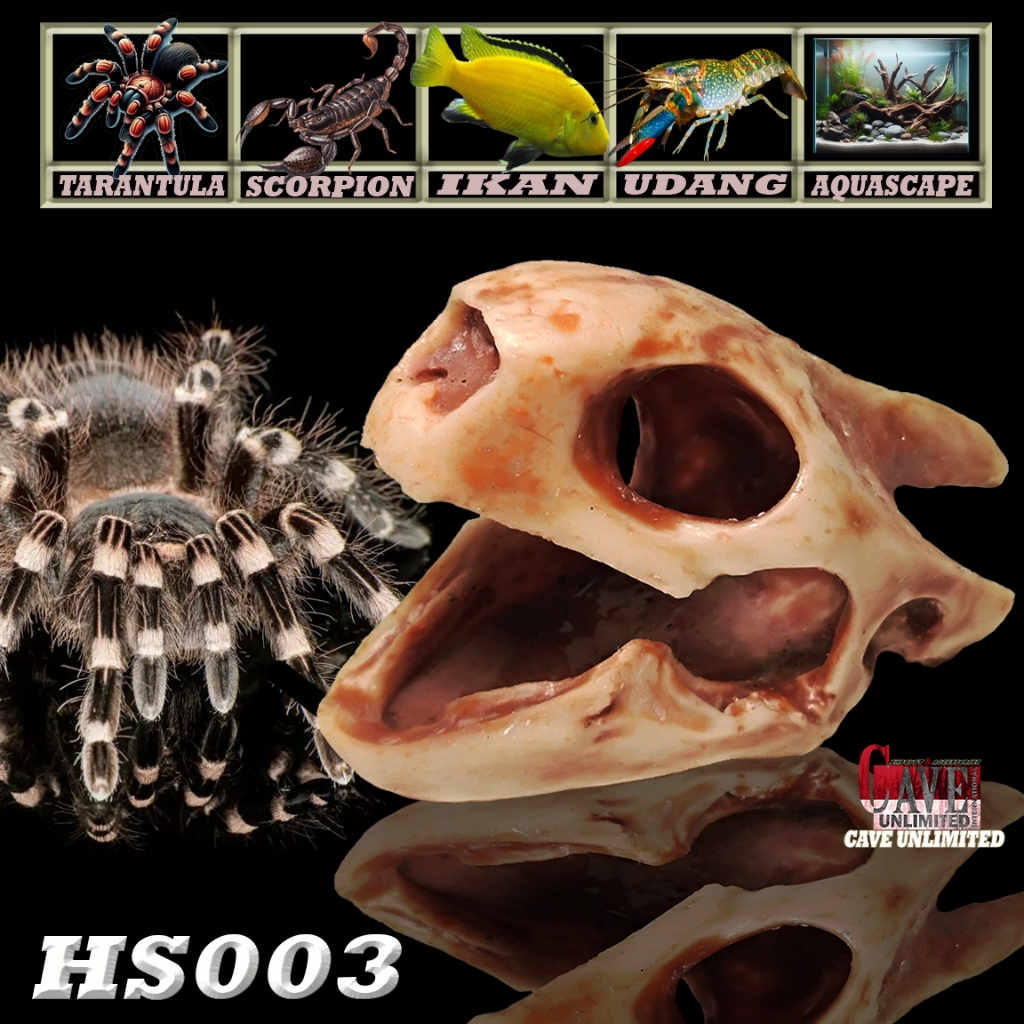 Jual HS003 HIDING SKULL TENGKORAK KEPALA TORTOISE KERANGKA FOSIL ...