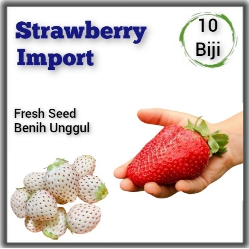 Jual 10 Benih Strowberry Jumbo Bibit Tanaman Buah Strawberry Putih ...