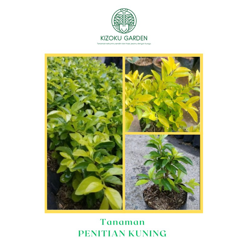 Jual Tanaman Hias Pangkas Kuning - Penitian Kuning (Duranta repens ...