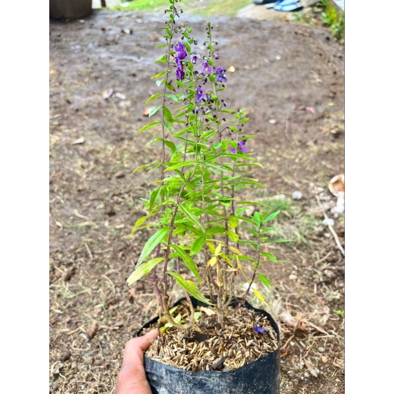 Jual KEBUN RAYA- Tanaman Hias Lavender Ungu | Shopee Indonesia