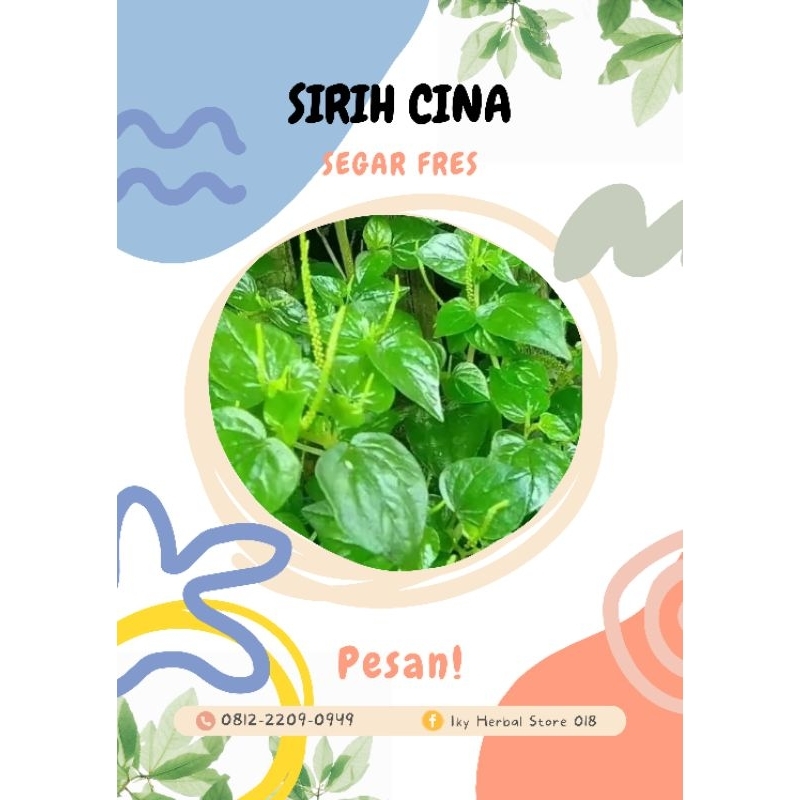Jual SURUHAN (SIRIH CINA) SEGAR FRES 500GRAM | Shopee Indonesia