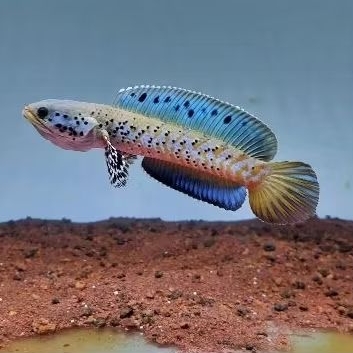Jual Stiker Channa Blue Pulchra 9-10cm | Shopee Indonesia
