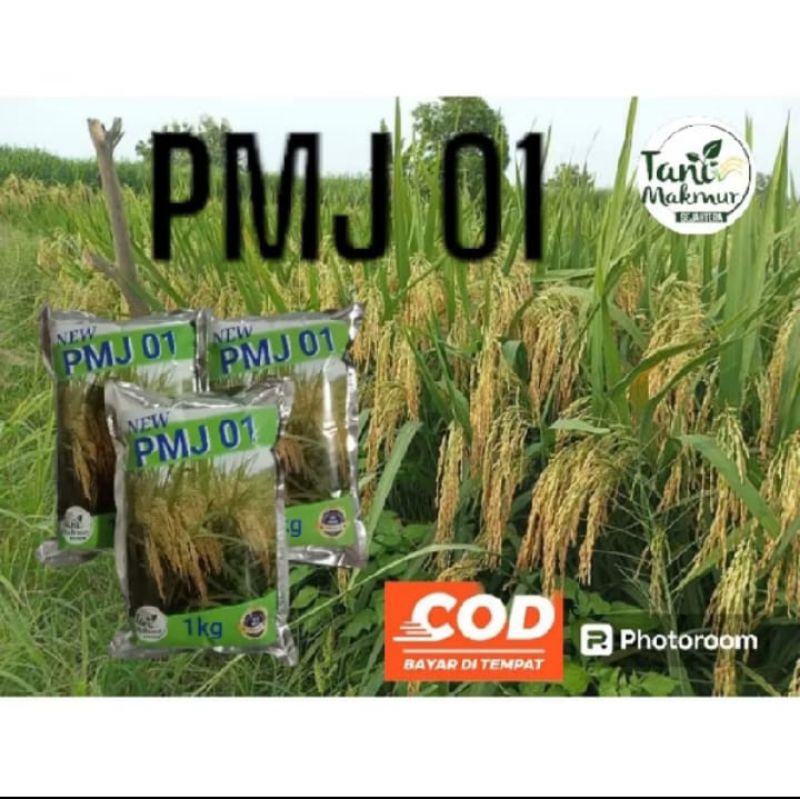 Jual benih padi PMJ01 berkualitas unggul 5kg | Shopee Indonesia