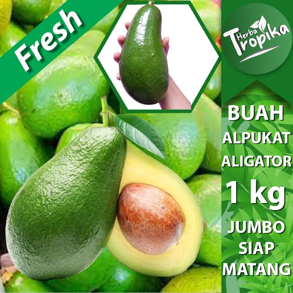 Jual Buah Alpukat Aligator Jumbo Siap Matang toko herba tropika ...