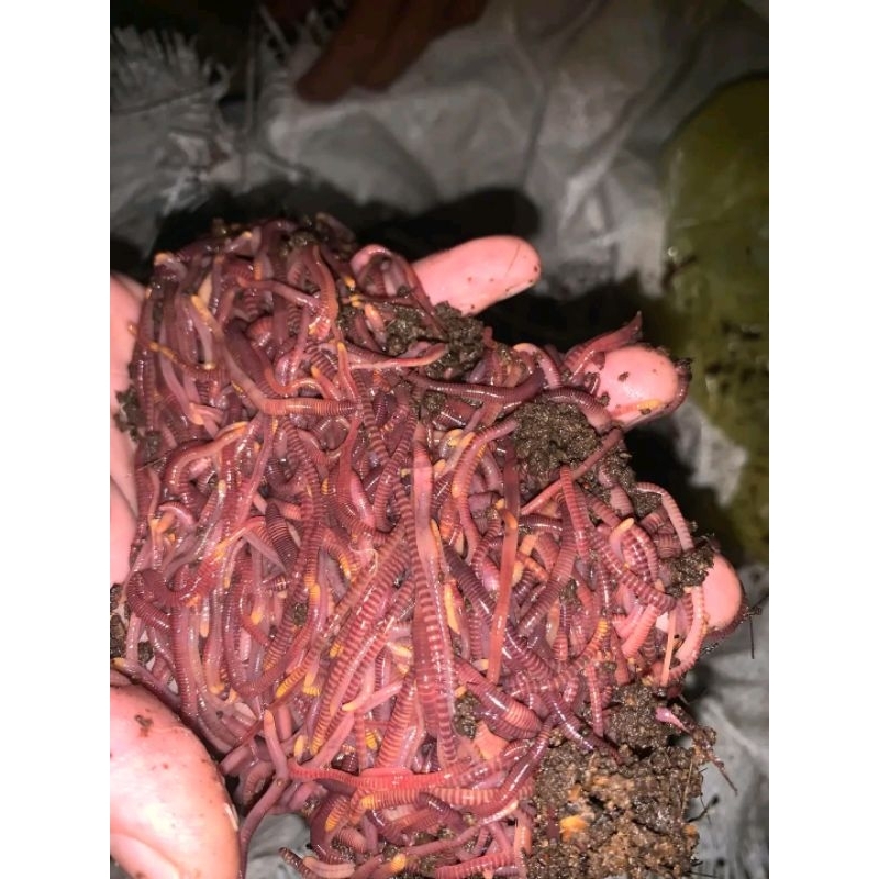 Jual Cacing Tiger Fresh dan Berkualitas Cacing Gesit | Shopee Indonesia