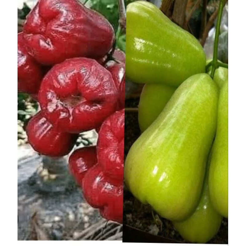 Jual POHON JAMBU AIR MADU DELI MERAH/HIJAU KUALITAS UNGGUR | Shopee ...