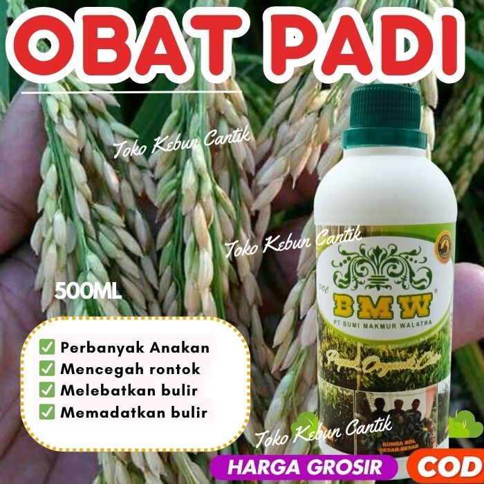 Jual Obat Anakan Padi POC BMW - Penyubur dan Pupuk untuk Tanaman Padi ...