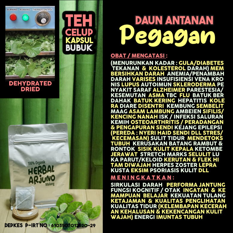 Jual Dehydrated Dried Teh Celup Kapsul Bubuk Daun Pegagan Antanan Obat ...