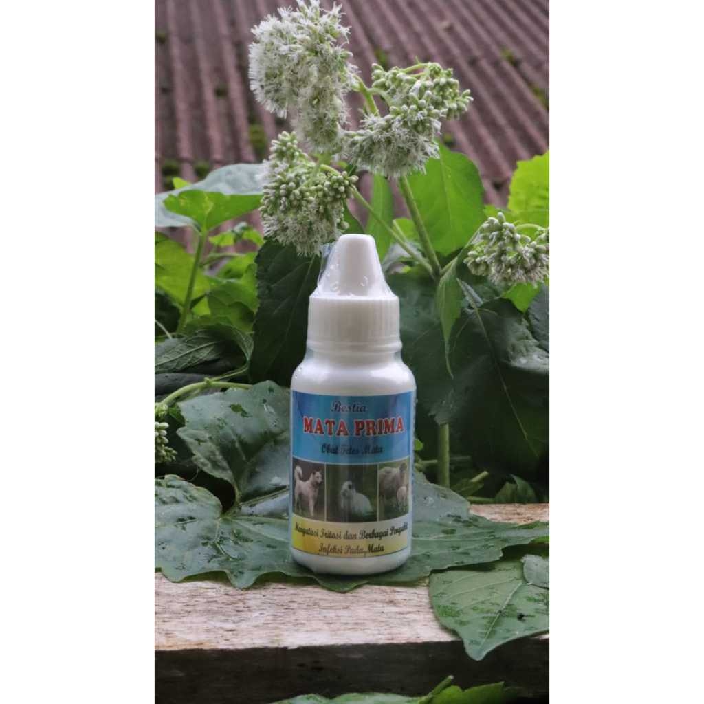 Jual Bestia Mata prima ( obat tetes mata sapi, kambing, domba, anjing ...