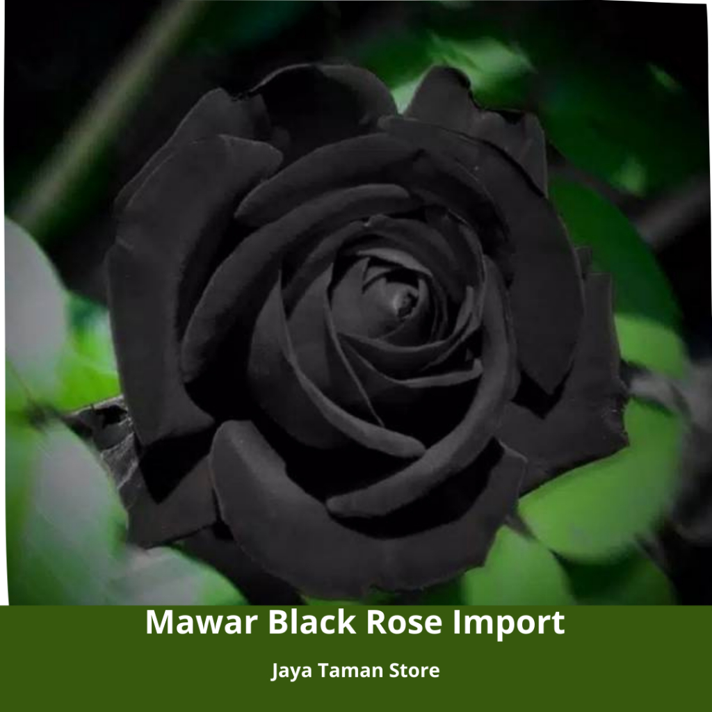 Jual Promo Murah COD!!! Tanaman Hias Bunga Mawar Black Rose Import ...