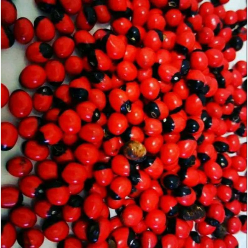 Jual Biji saga 50 biji saga merah bintik hitam | Shopee Indonesia