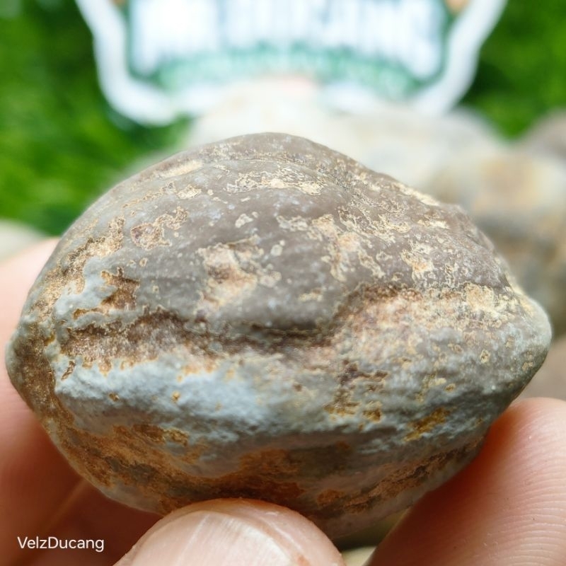 Jual MUNCANG ADU JAWA MARINIR ORI 100% ( BACA DULU DESKRIPSI) | Shopee ...