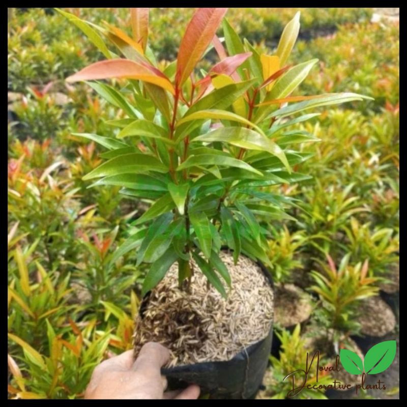 Jual Bibit tanaman pucuk merah - pohon pucuk merah - tanaman outdoor ...