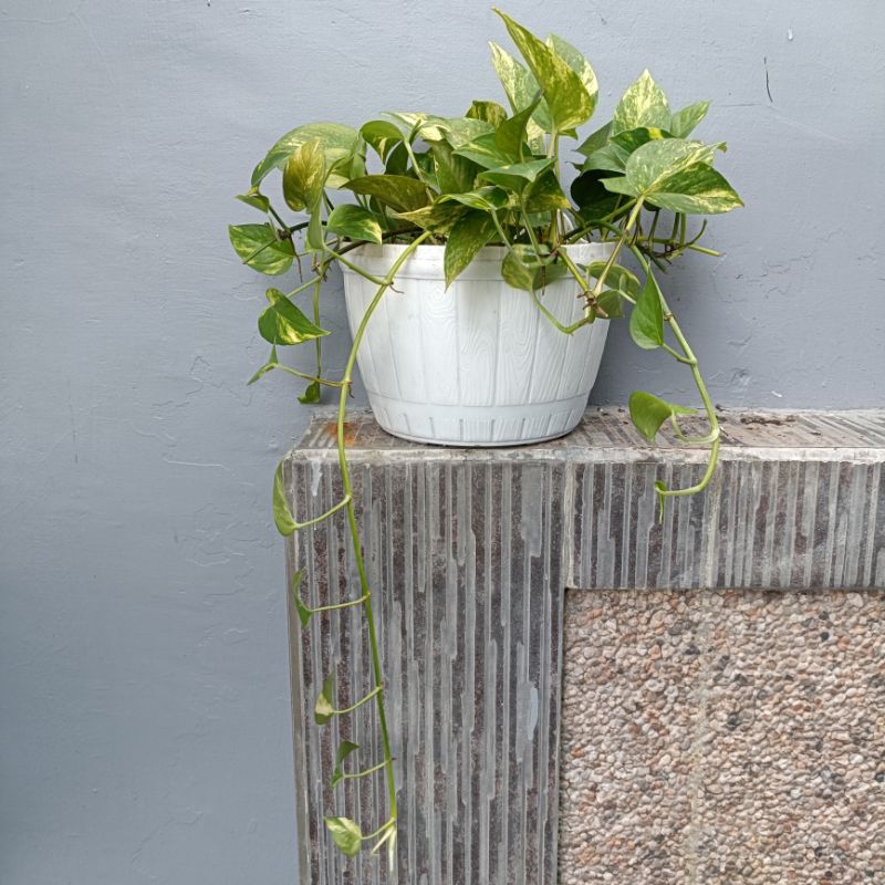 Jual Tanaman hidup bunga hidup bunga gantung taman Sirih Gading ...