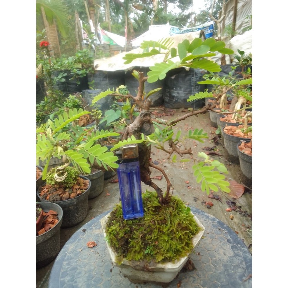Jual Bonsai asem jawa mame siap pajang | Shopee Indonesia