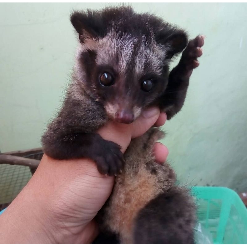 Jual musang | Shopee Indonesia