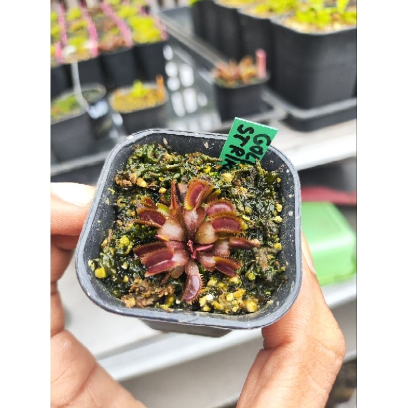 Jual Dionaea Muscipula Gold Strike/Venus flytrap | Shopee Indonesia