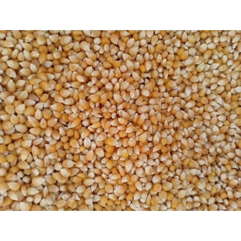 Jual Jagung Popcorn 500gr-1000gr | Shopee Indonesia
