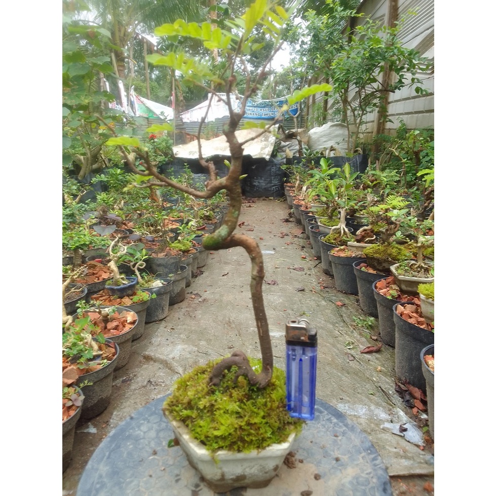 Jual Bonsai asem jawa ukuran mame siap pajang dan lanjutkan program ...