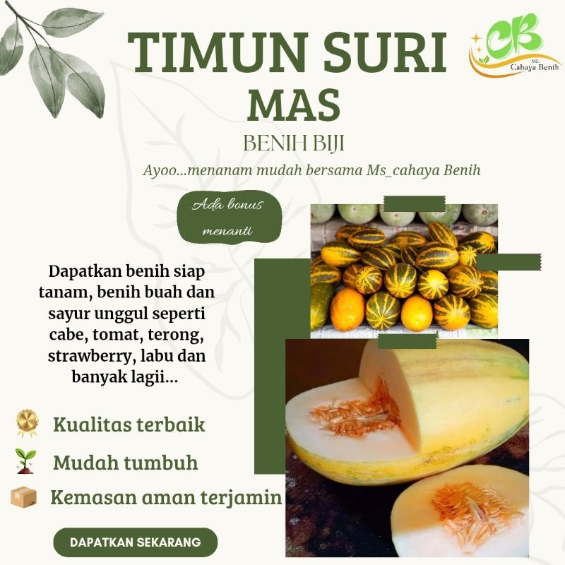 Jual Benih biji timun suri mas isi (100 butir) , biji timun mas ...