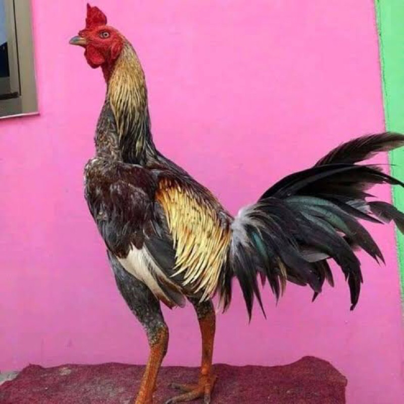 Jual 2 telur ayam fertil jenis pama ninja asli original | Shopee Indonesia