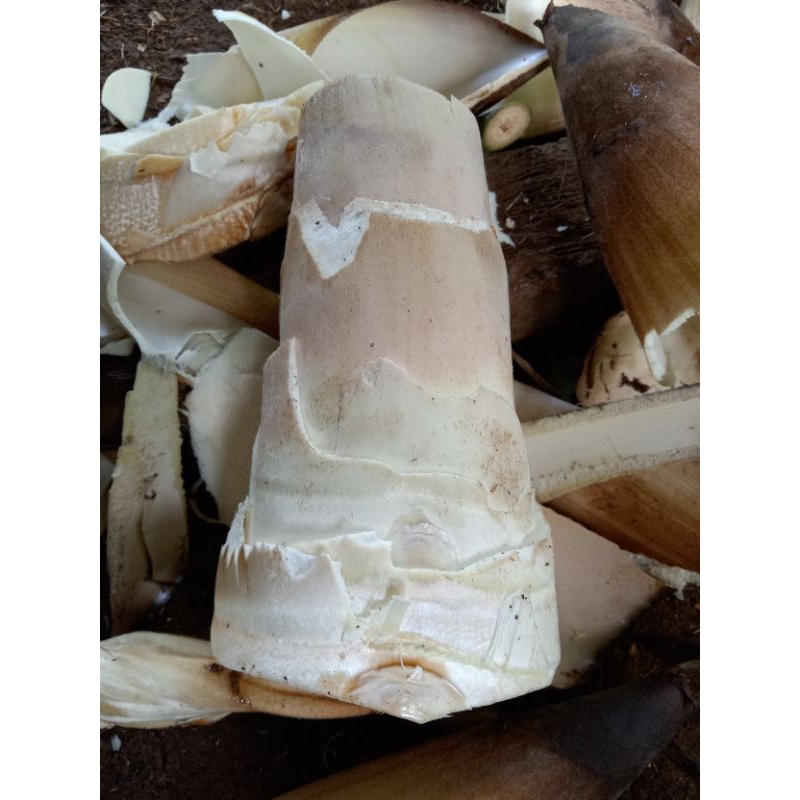 Jual Sayuran Segar Rebung Bambu Betung 1kg | Shopee Indonesia