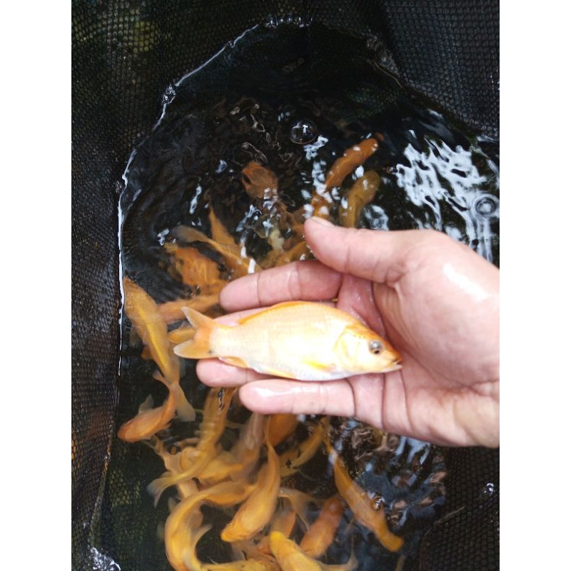 Jual Ikan mas kuning/merah jumbo | Shopee Indonesia