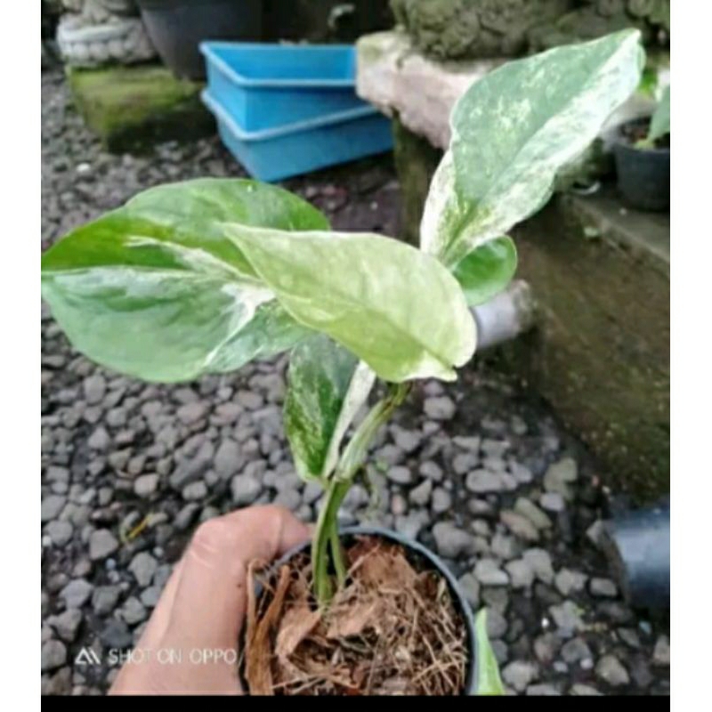 Jual Epiprenum hanoman SP Bali | Shopee Indonesia