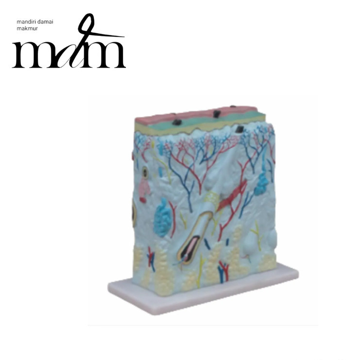 Jual BIX-A1075 PVC Medical Science Anatomical Model for Disease Murah ...