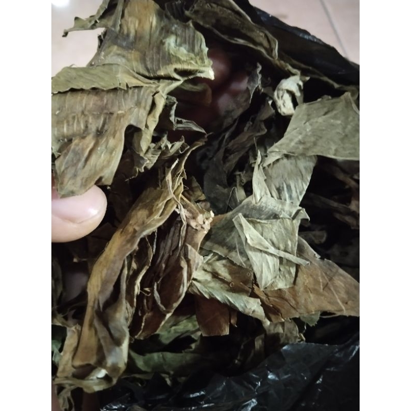 Jual daun ekor naga kering 300gram | Shopee Indonesia