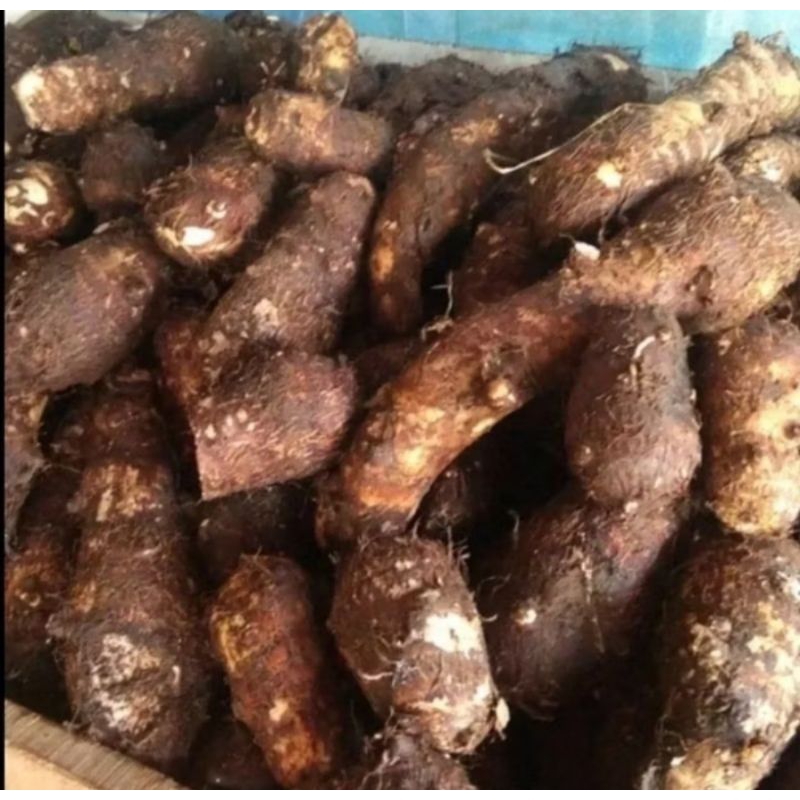 Jual umbi talas gajah talas kimpul per 1 kilo | Shopee Indonesia
