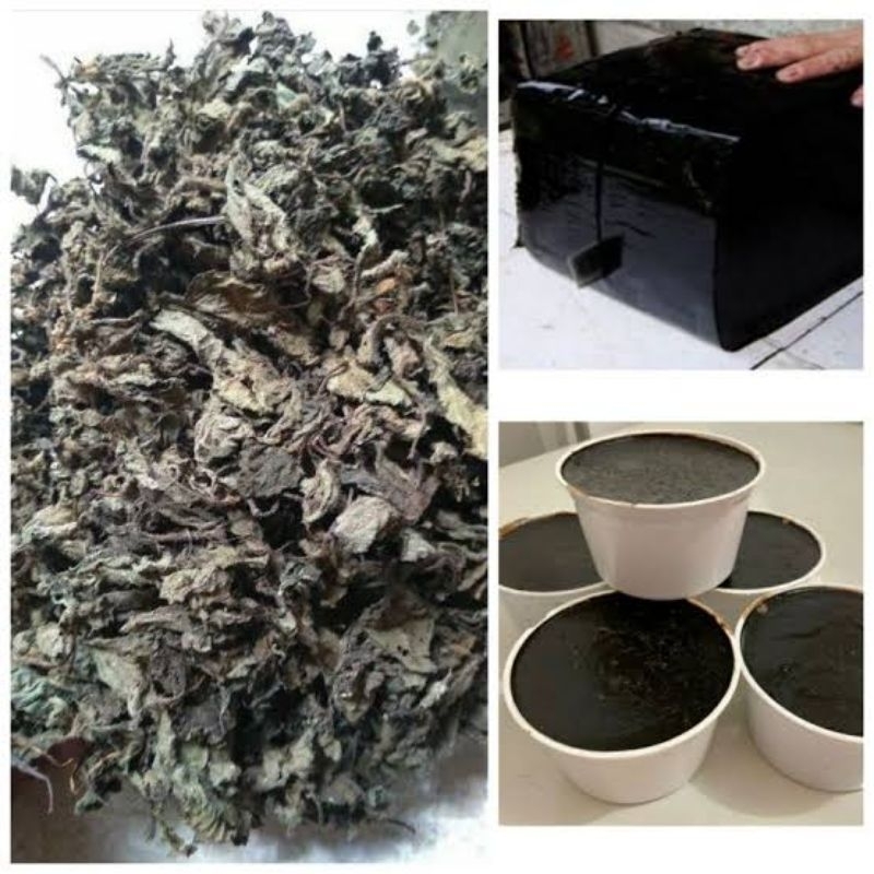 Jual Daun Cincau Hitam Super Daun Murni 1 kg | Daun Cincau Bahan Jelly ...