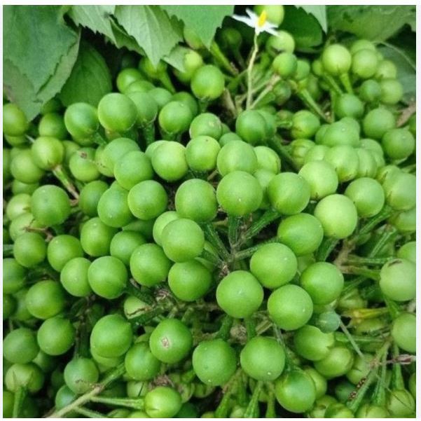 Jual buah takokak cepokak segar 1kg | Shopee Indonesia