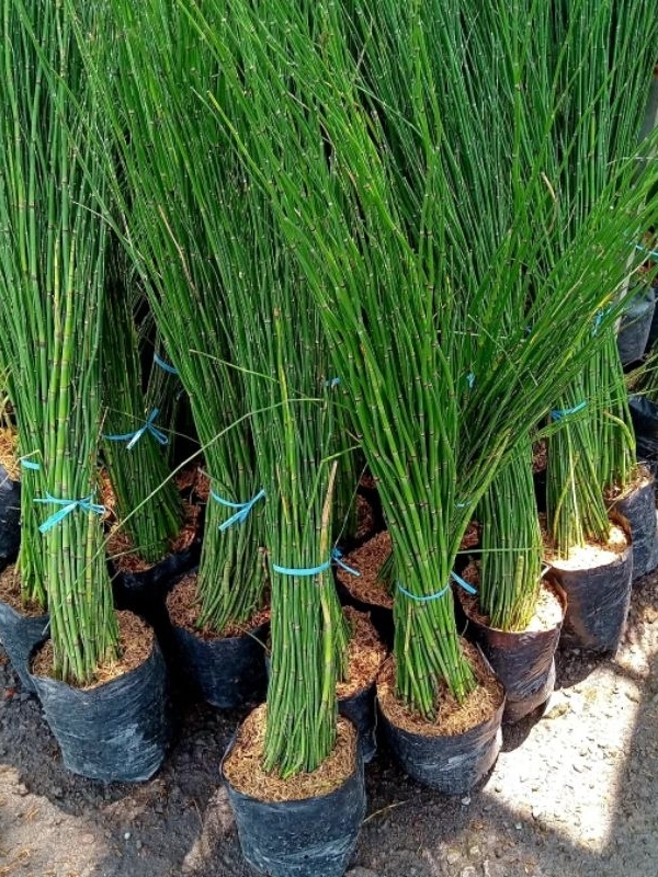 Jual Tanaman hias Bambu Air / Tanaman Bambu Air | Shopee Indonesia