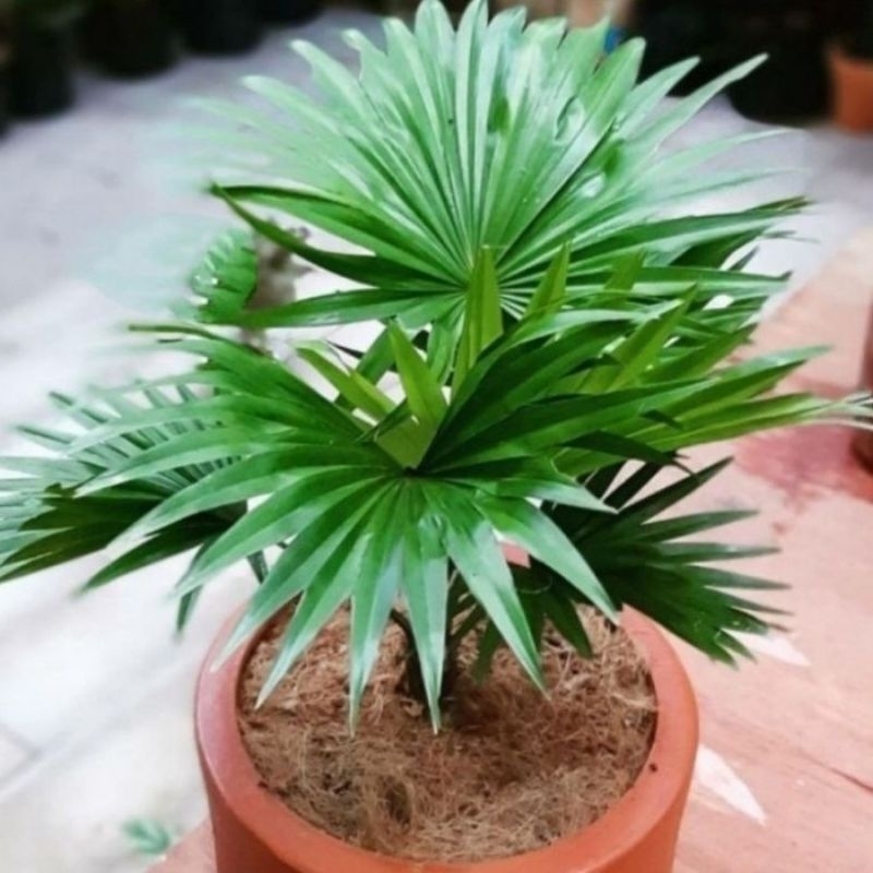 Jual Tanaman Hias Palem Sadeng - Tanaman Hidup Indoor Palem Bintang ...
