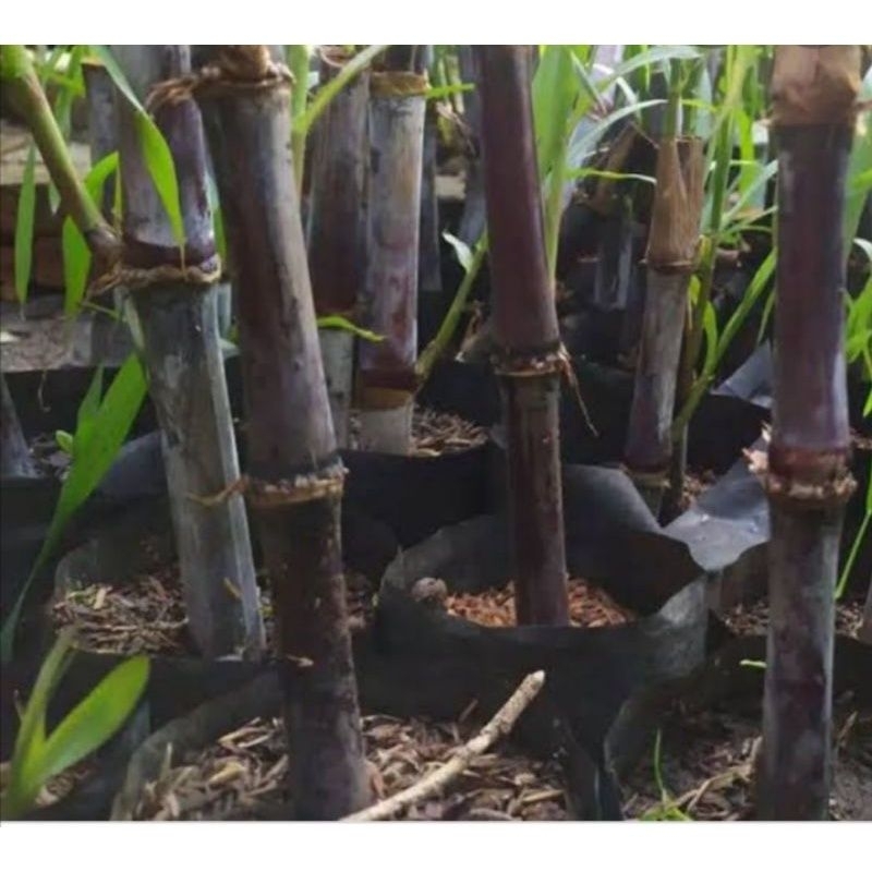 Jual Stek bibit tebu hitam/tebu wulung herbal 30cm | Shopee Indonesia