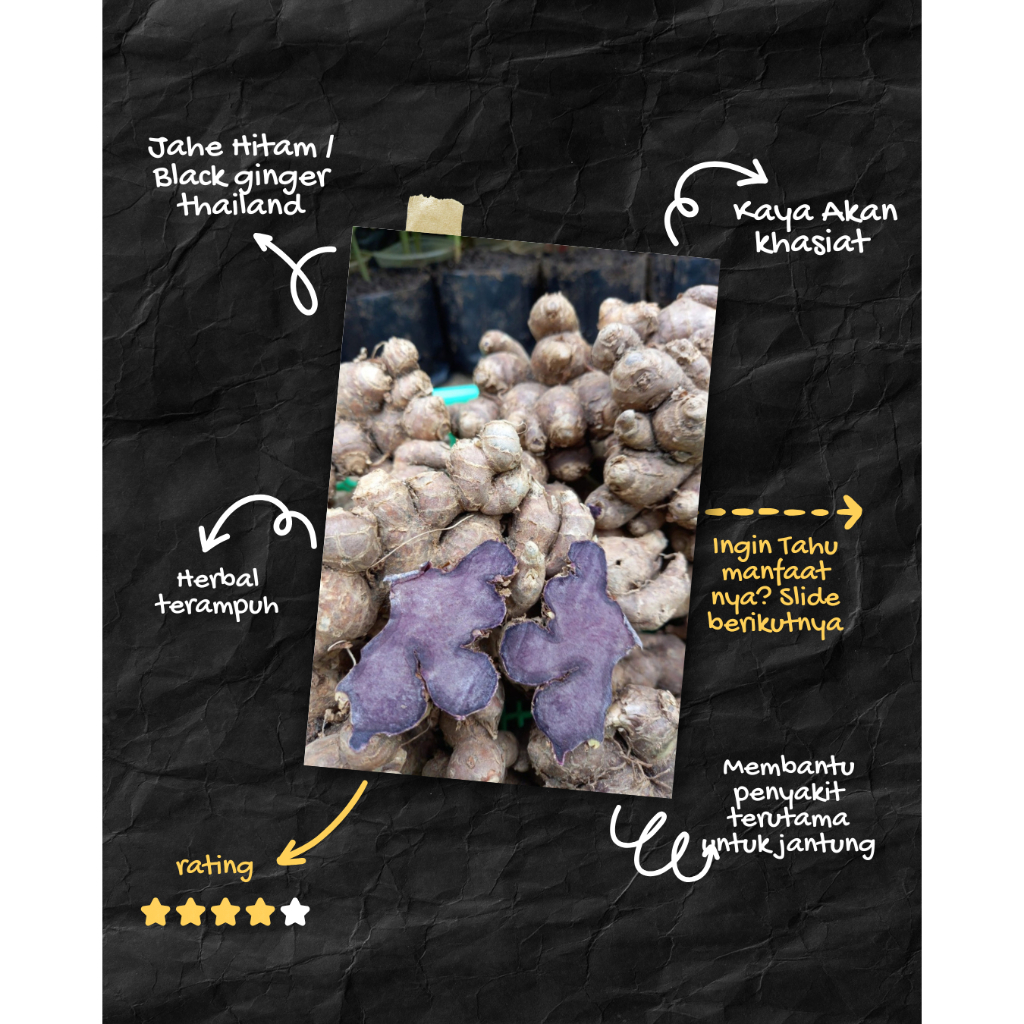 Jual Bibit Jahe Hitam / jahe hitam thailand / jahe hitam obat jantung ...