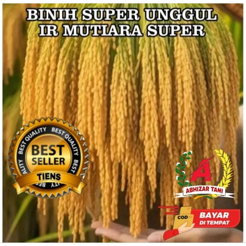 Jual Benih padi IR MUTIARA SUPER UNGGUL kemasan 1kg | Shopee Indonesia