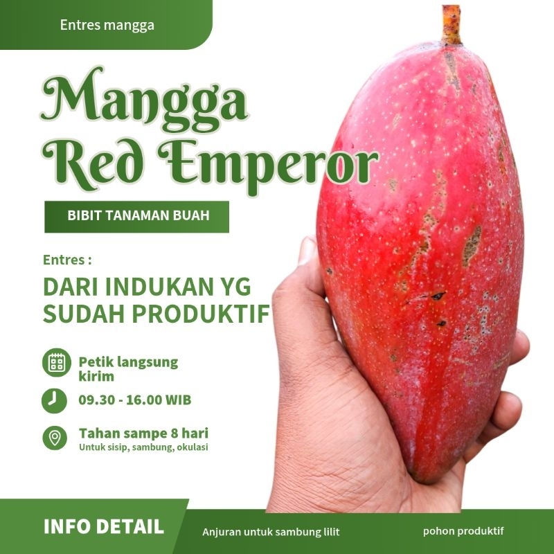 Jual ENTRES MANGGA RED EMPEROR | Shopee Indonesia