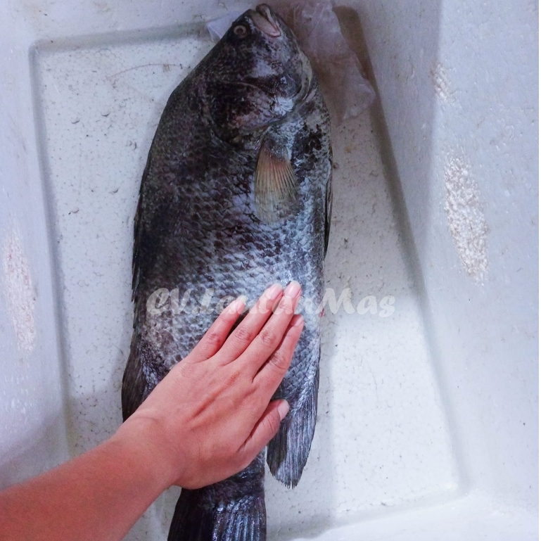 Jual Ikan Kakap Segar Ikan Kakap Hitam 1Kg Black Snnaper Seafood Ikan ...