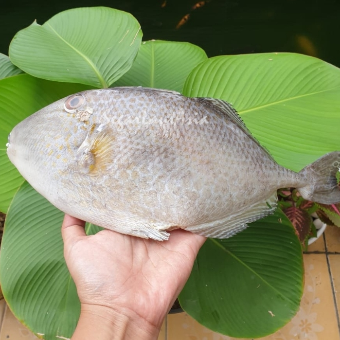 Jual Ikan Etong Segar Ikan Ayam Ayam Ikan Kambing Kambing 1Kg Ikan ...