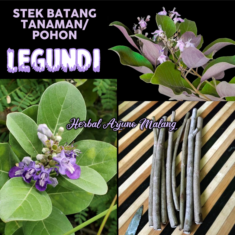 Jual (5pcs) Stek Batang Tanaman Pohon Legundi Lagundi Gandasari Obat ...