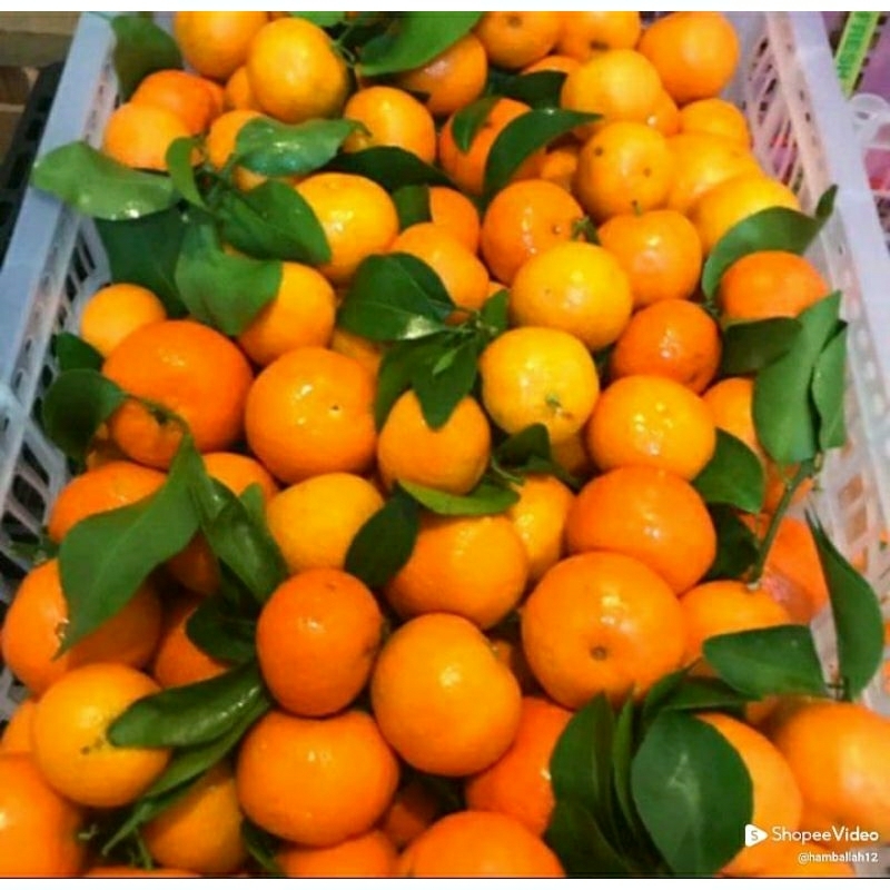Jual jeruk santang 1 kerat isi 6 kg | Shopee Indonesia