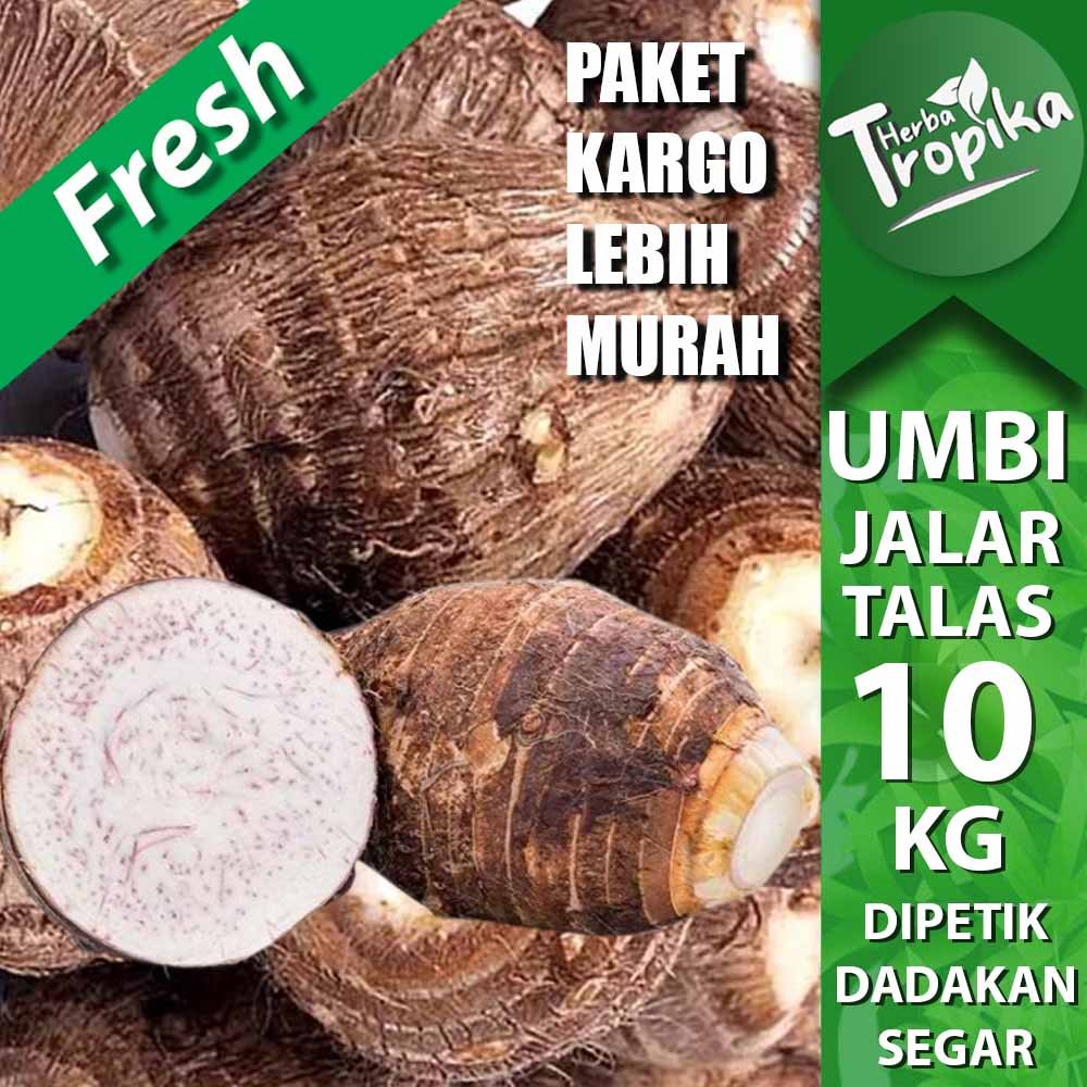 Jual Paket kargo Umbi Jalar Talas Kimpul 10 kg toko herba tropika ...