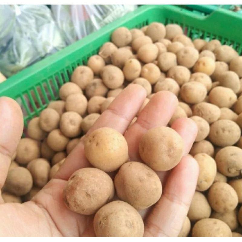 Jual kentang baby / kentang kecil / kentang rendang khas dieng 1 kg ...
