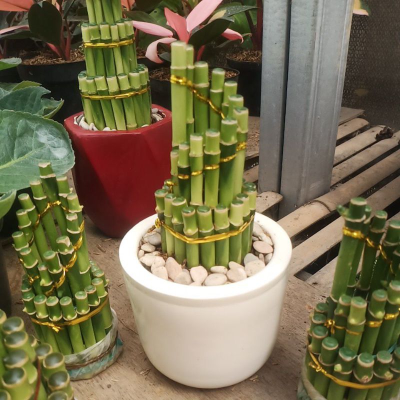 Jual Bambu hoki kecil paket 100 3 | Shopee Indonesia