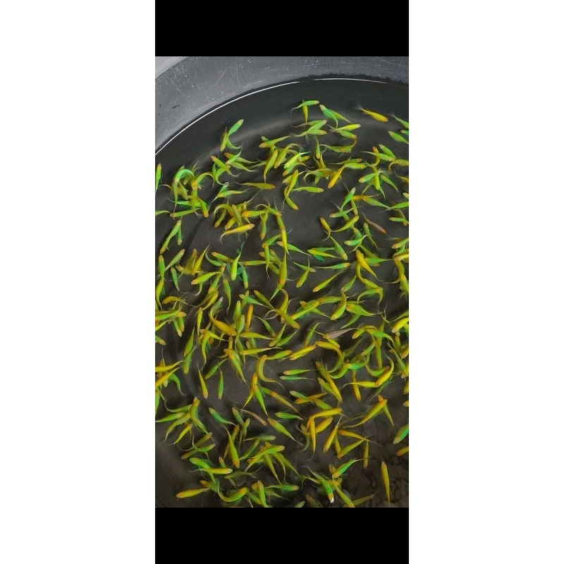 Jual Danio Slayer Hijau | Shopee Indonesia